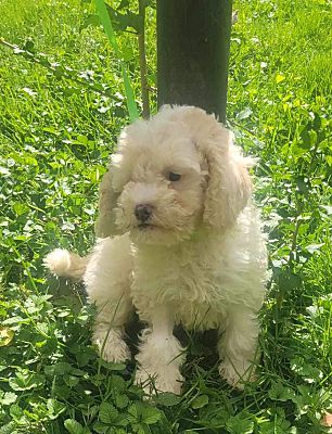 Hainesville, IL - Cockapoo/Miniature Poodle. Meet ADOPTION PENDING ...