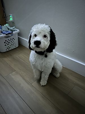 North Charleston, SC - Cockapoo. Meet Rocky a Pet for Adoption ...