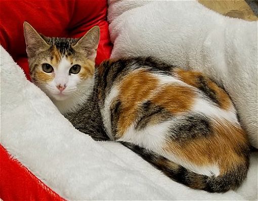 Phoenix, AZ - Calico. Meet Winona, formerly Captain a Pet for Adoption ...