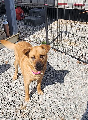 Southbury, CT - German Shepherd Dog/Anatolian Shepherd. Meet Peppi ...