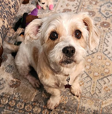 Lewisville, TX - Lhasa Apso/Havanese. Meet Tink a Pet for Adoption ...