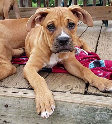 Wethersfield, CT - Boxer. Meet Daffodil a Pet for Adoption - AdoptaPet.com