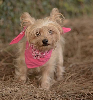 Dana Point, CA - Yorkie, Yorkshire Terrier. Meet Tiana a Pet for ...