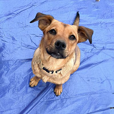 Sheridan, CO - Australian Shepherd/German Shepherd Dog. Meet The Sewing ...