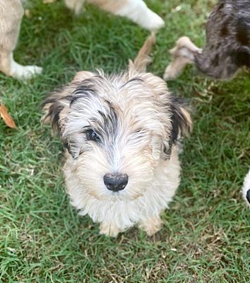 Phoenix, AZ - Australian Shepherd/Maltese. Meet Rowan a Pet for ...