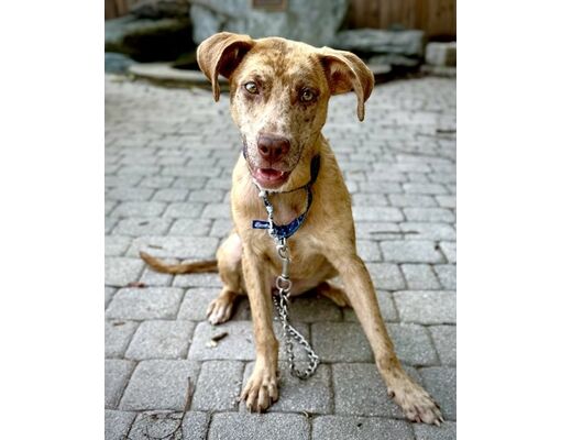 Washington, DC - Catahoula Leopard Dog/Mixed Breed (Medium). Meet Latte ...