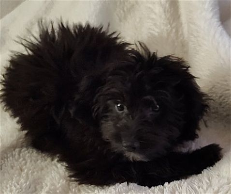 Orlando, FL - Pomeranian/Poodle (Miniature). Meet Chillbur Pending a ...