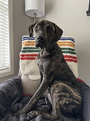 Minnetrista, MN - Labrador Retriever. Meet Hugo a Pet for Adoption ...