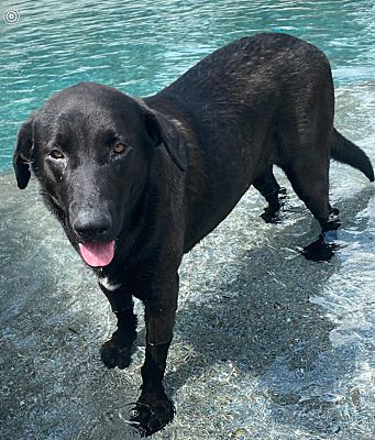 Houston, TX - German Shepherd Dog/Labrador Retriever. Meet Conrad a Pet ...
