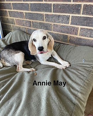 Poteau, OK - Beagle. Meet Annie May a Pet for Adoption - AdoptaPet.com