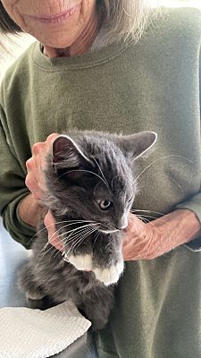 Mexia, TX - Domestic Mediumhair. Meet Gumdrop a Pet for Adoption ...