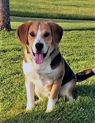 Charlotte, NC - Beagle. Meet LAUGHING LEVI-FOSTER NEEDED! a Pet for ...