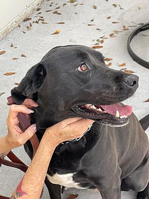 Lakeland, FL - Labrador Retriever. Meet Molly a Pet for Adoption ...