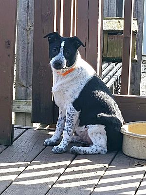 North Olmsted, OH - Border Collie/Feist. Meet Aaron a Pet for Adoption ...