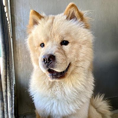 San Bernardino, CA - Chow Chow. Meet URGENT on 2/11 SAN BERNARDINO a ...