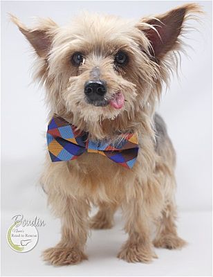 Benton, LA - Yorkie, Yorkshire Terrier. Meet Boudin a Pet for Adoption ...