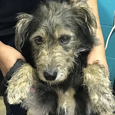 Cleveland, AL - Airedale Terrier. Meet 230803K028 - Winnie a Pet for ...