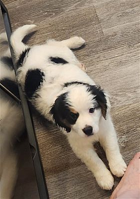 St. Louis Park, MN - Cocker Spaniel/Bernese Mountain Dog. Meet Bryce a ...