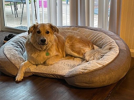 Saint Michael, MN - Australian Cattle Dog/Great Pyrenees. Meet Hachi a ...