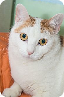New York, NY - Domestic Shorthair. Meet Mommy Marmalade a Pet for Adoption.