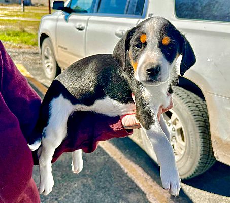 Phoenix, AZ - Beagle. Meet Malibu a Pet for Adoption - AdoptaPet.com