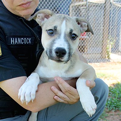 Guthrie, OK - Husky/German Shepherd Dog. Meet Cadabra a Pet for ...