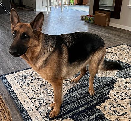 Baltimore, MD - German Shepherd Dog. Meet Reveille a Pet for Adoption ...