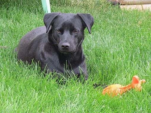Calgary, AB - Labrador Retriever/Australian Cattle Dog. Meet JET a Pet ...