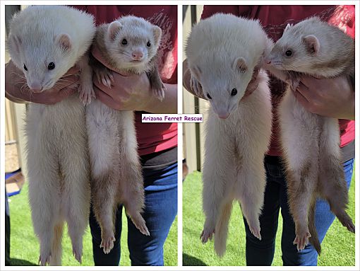 Phoenix, AZ - Ferret. Meet Atom a Pet for Adoption - AdoptaPet.com