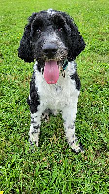 Tioga, PA - Springer Spaniel/Poodle (Standard). Meet Archer a Pet for ...