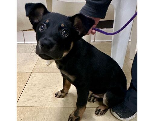 Union, MO - Rottweiler/Mixed Breed (Large). Meet Jimothy PR 6 a Pet for ...