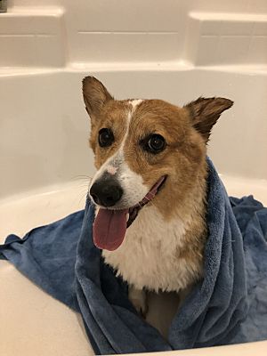 Sunnyvale, CA - Corgi. Meet Cali a Pet for Adoption - AdoptaPet.com