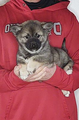 South Euclid, OH - Corgi/Norwegian Elkhound. Meet Mario a Pet for ...