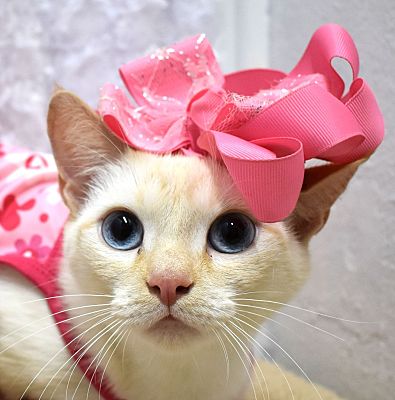 Springfield, OH - Domestic Shorthair. Meet Nala a Pet for Adoption ...