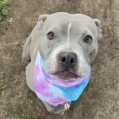 Boulder, CO - Staffordshire Bull Terrier/Mixed Breed (Medium). Meet ...