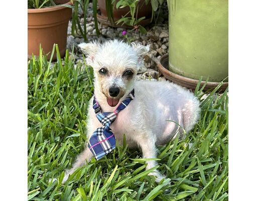 Rochester, NY - Chihuahua/Maltese. Meet Shrimp LF a Pet for Adoption ...