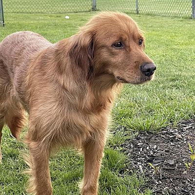 Irwin, PA - Golden Retriever. Meet Megan a Pet for Adoption - AdoptaPet.com