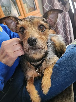Hazelwood, MO - Miniature Pinscher/Yorkie, Yorkshire Terrier. Meet ...