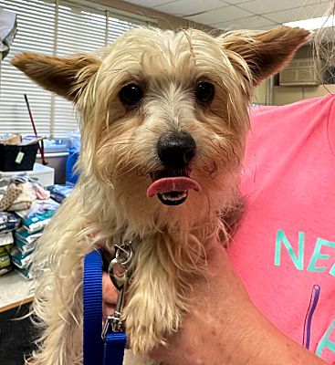 Fayetteville, TN - Yorkie, Yorkshire Terrier. Meet Lily a Pet for ...
