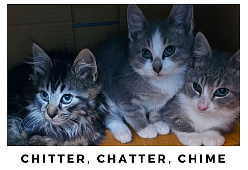 New York, NY - Domestic Mediumhair. Meet Chitter Chatter & Chime a Pet ...