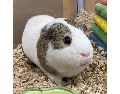 Temecula, CA - Guinea Pig. Meet Woody a Pet for Adoption - AdoptaPet.com