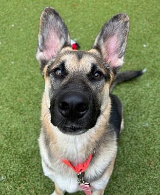 Silverdale, WA - German Shepherd Dog. Meet Jupiter a Pet for Adoption ...