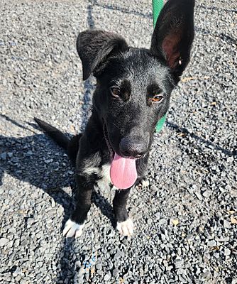 Chicopee, MA - German Shepherd Dog/Akbash. Meet ROCKY a Pet for ...