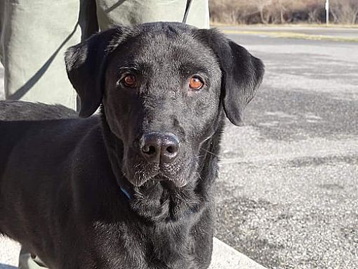 Fairfax, VA - Labrador Retriever. Meet Matilda a Pet for Adoption ...