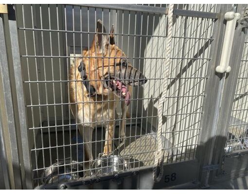 Corona, CA - German Shepherd Dog. Meet VADER a Pet for Adoption ...