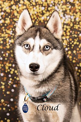 Gilbert, AZ - Husky/Shepherd (Unknown Type). Meet Cloud a Pet for ...