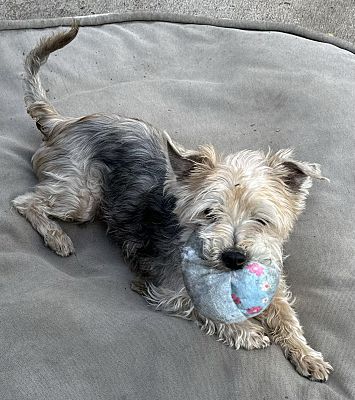 Los Angeles, CA - Cairn Terrier/Yorkie, Yorkshire Terrier. Meet Figaro ...