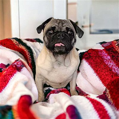 Andover, CT - Pug. Meet HANK a Pet for Adoption - AdoptaPet.com