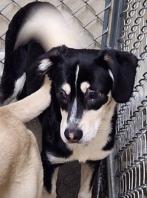 Spokane Valley, WA - Mixed Breed (Medium). Meet Donut a Pet for ...