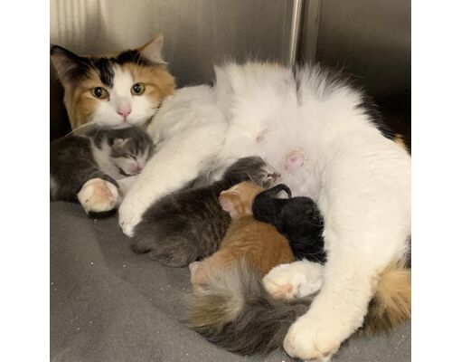 Simi Valley, CA - Domestic Longhair. Meet Wilma a Pet for Adoption ...